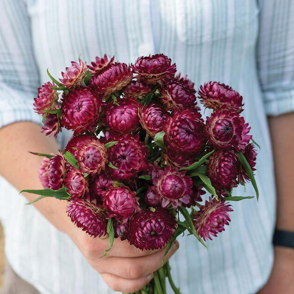 Strawflower - Cranberry Rose – Bird + Briar Farm